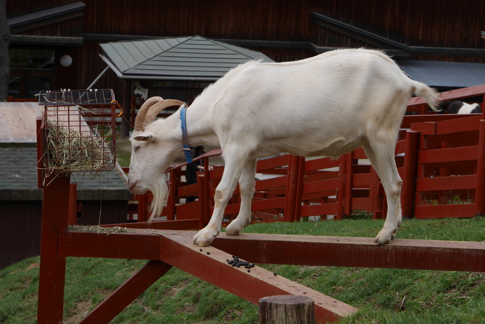 What to Do with All Those Buckling Goats! - Goat Journal